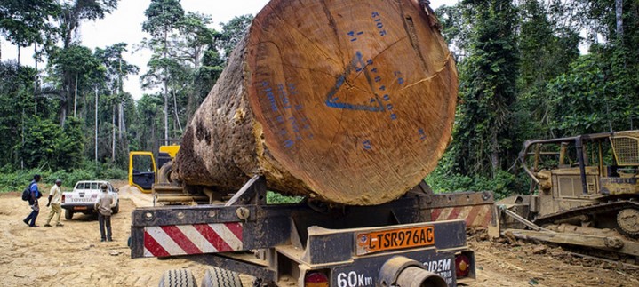 Timber trafficking in Cameroon goes against the grain of economic ...