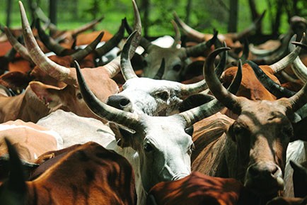 Cattle rustling in East Africa: a growing transnational security ...