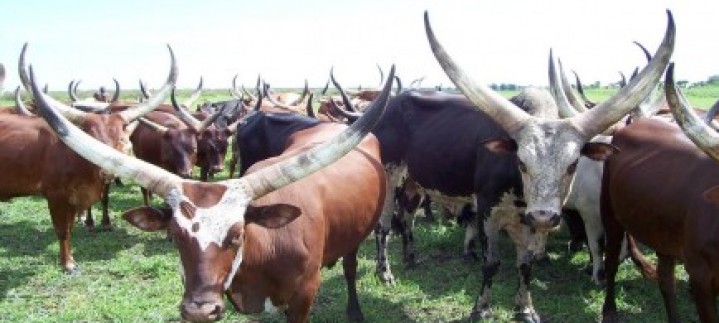Mali’s livestock theft is dangerously yoked with persistent insecurity ...