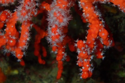 Smugglers plunder red coral – Algeria’s gold - ENACT Africa
