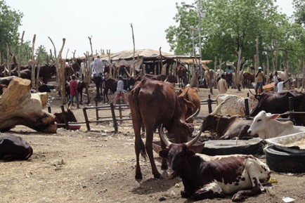 Cattle rustling on the rise across Africa - ENACT Africa