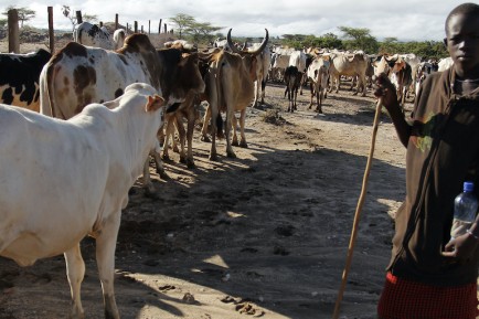 Cattle rustling: from cultural practice to deadly organised crime ...