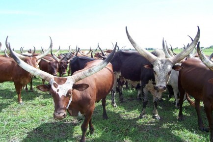 Mali’s livestock theft is dangerously yoked with persistent insecurity ...