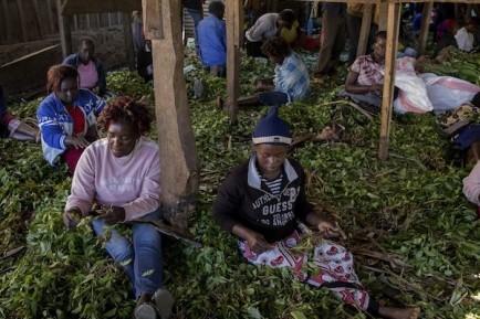 Permitting the regional khat trade could stop its smuggling - ENACT Africa