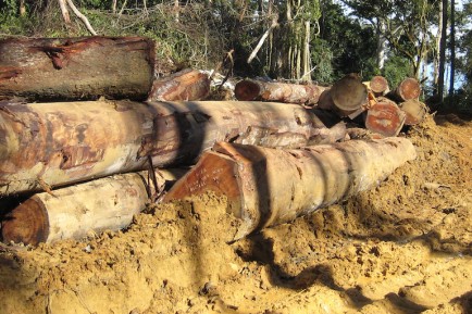 CAR conflict drives illegal logging and timber trafficking - ENACT Africa
