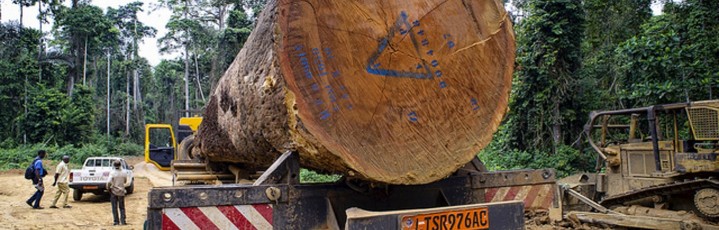 Timber trafficking in Cameroon goes against the grain of economic ...