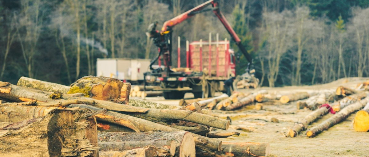 Early warning: anticipating illegal timber logging trends in Cameroon ...