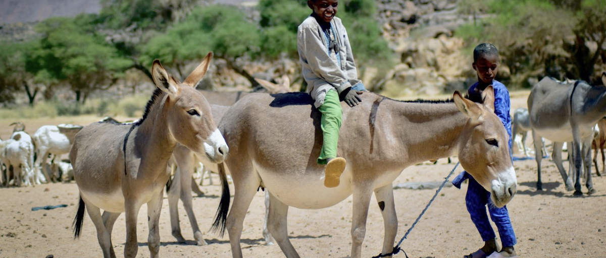 Will the African Union’s new ban end the gruesome donkey skin trade ...