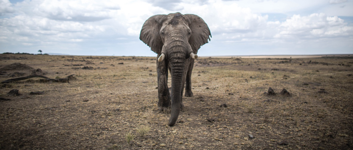 Felling giants: trophy hunters are wiping out Kenya-Tanzania super tuskers | ENACT Africa