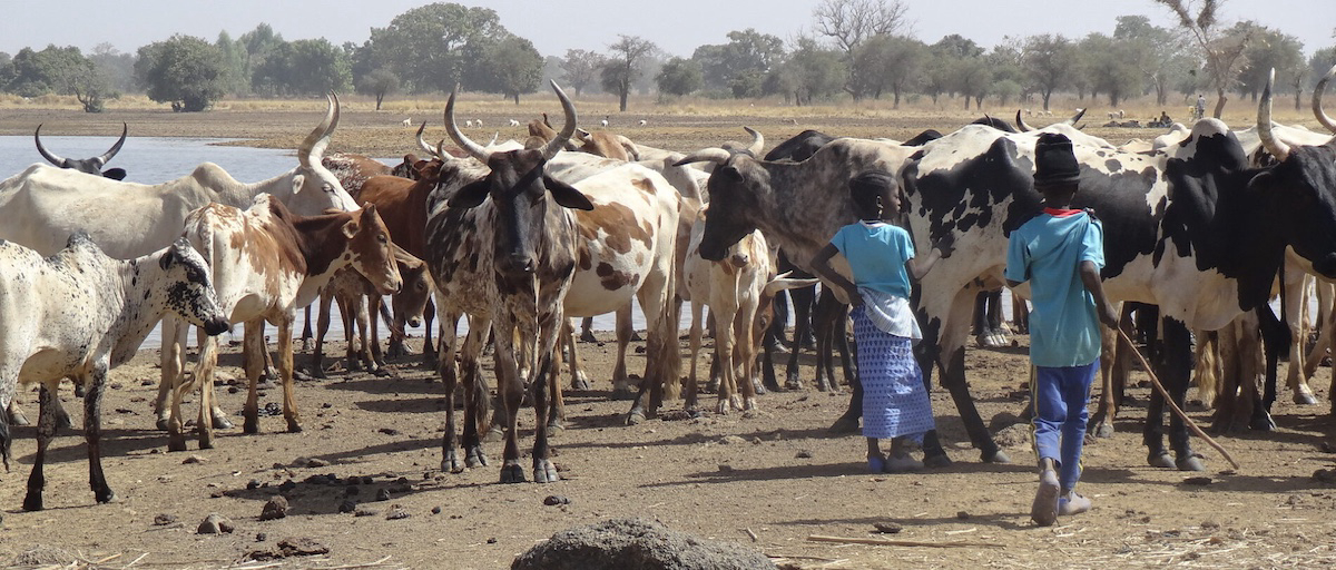 Boko Haram rustles cattle for survival in Lake Chad Basin | ENACT Africa