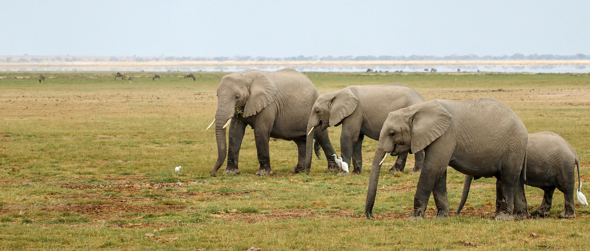 Cameroon’s green militarisation strategy safeguards African savanna ...