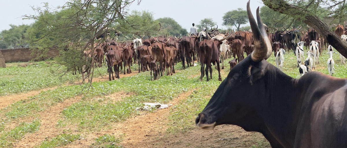 Cattle rustling in the border regions of Cameroon and Chad | ENACT Africa