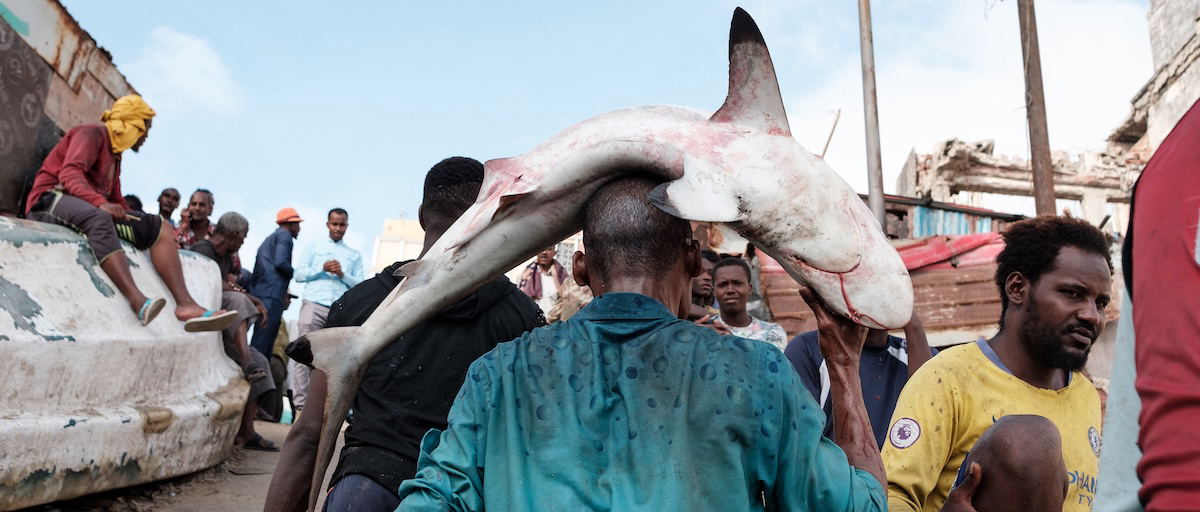 Somalia’s gulper shark oil trade lands species in deep water | ENACT Africa