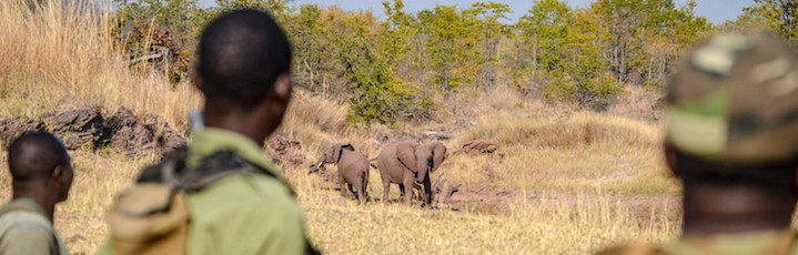 What is wildlife crime, and why does it affect us? | ENACT Africa