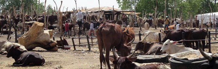 Cattle rustling on the rise across Africa | ENACT Africa