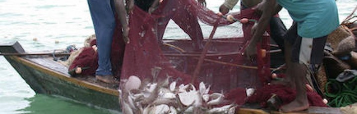 Illegal fishing in Lake Victoria endangers livelihoods and species ...