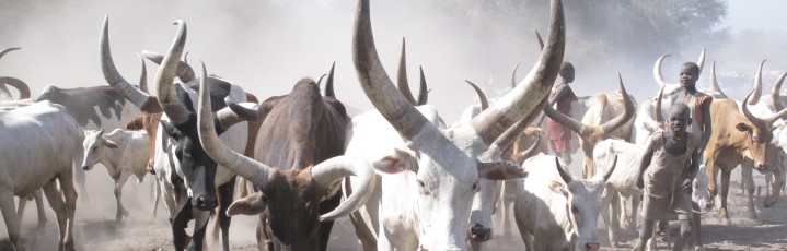 High cost of East Africa's cattle rustling can no longer be ignored ...