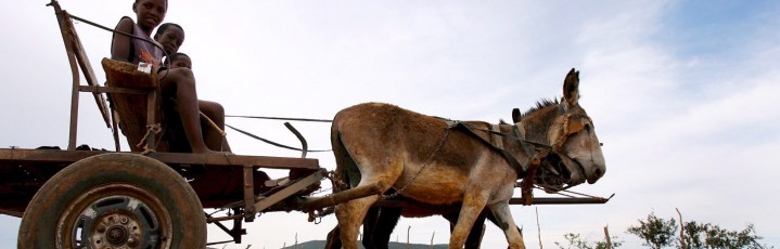 Donkey rustling in the East and Horn of Africa | ENACT Africa