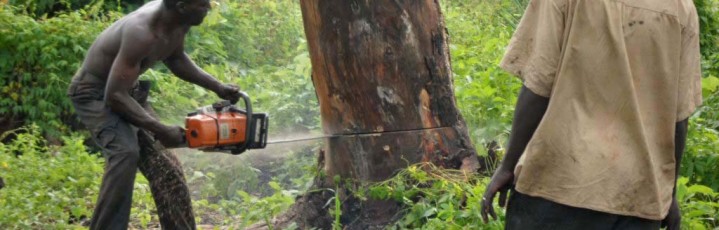 Uganda’s reforestation plan cuts illegal logging | ENACT Africa