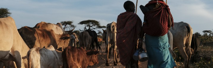 Could a revised Mifugo Protocol end cattle rustling in East Africa ...