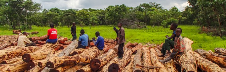 Getting to the root of African rosewood trafficking | ENACT Africa